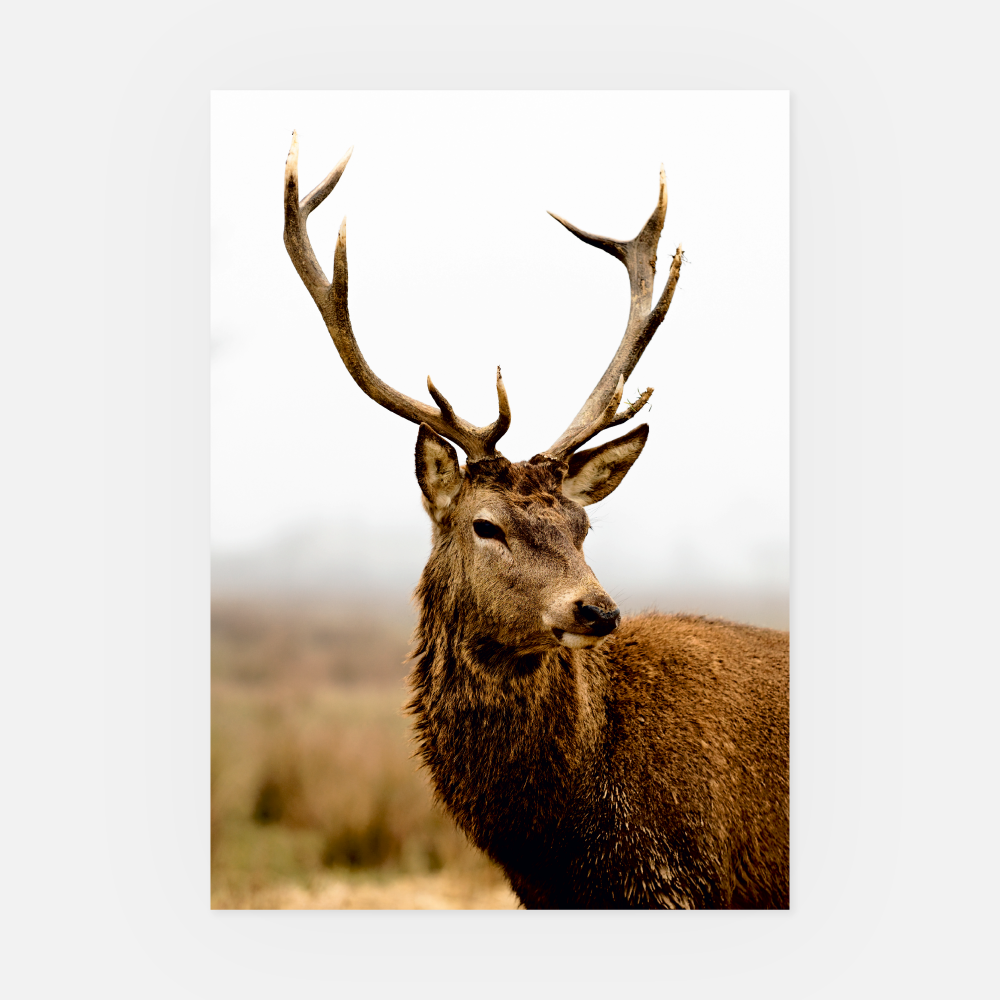 Wandbild kaufen - Hirsch A3
